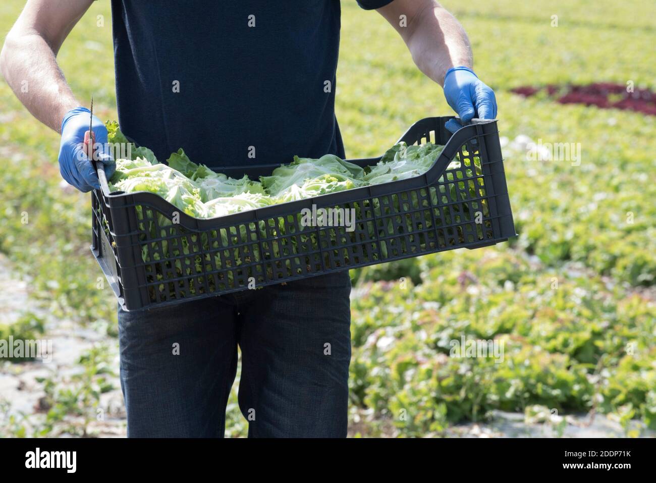 harvest helper carrying a box with lettuce, transport logistics for ...