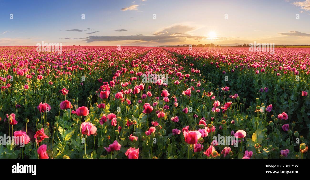 Poppy sun hi-res stock photography and images - Alamy