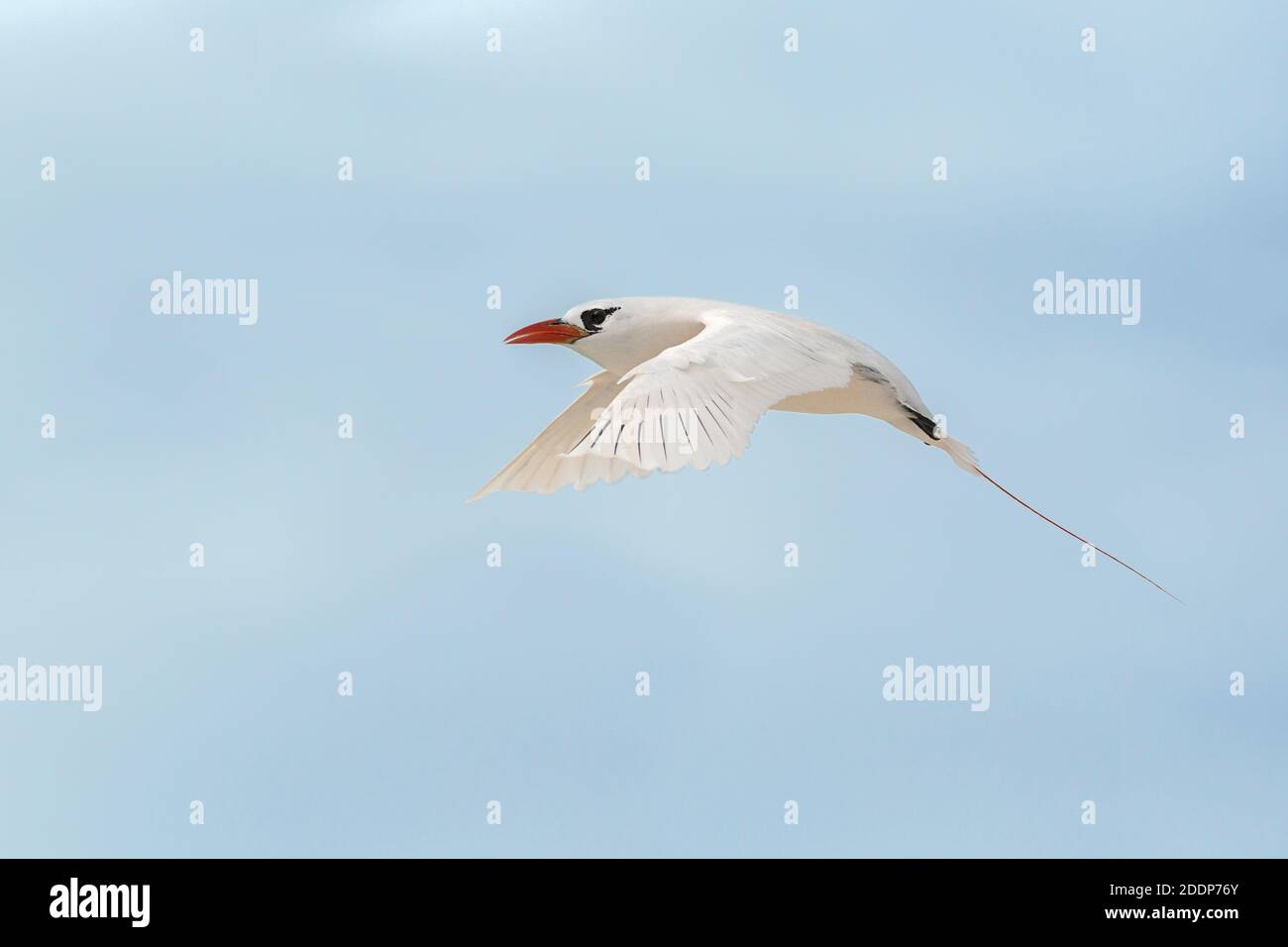 Red-tailed tropicbird, Phaethon rubricauda, close up of seabird in ...
