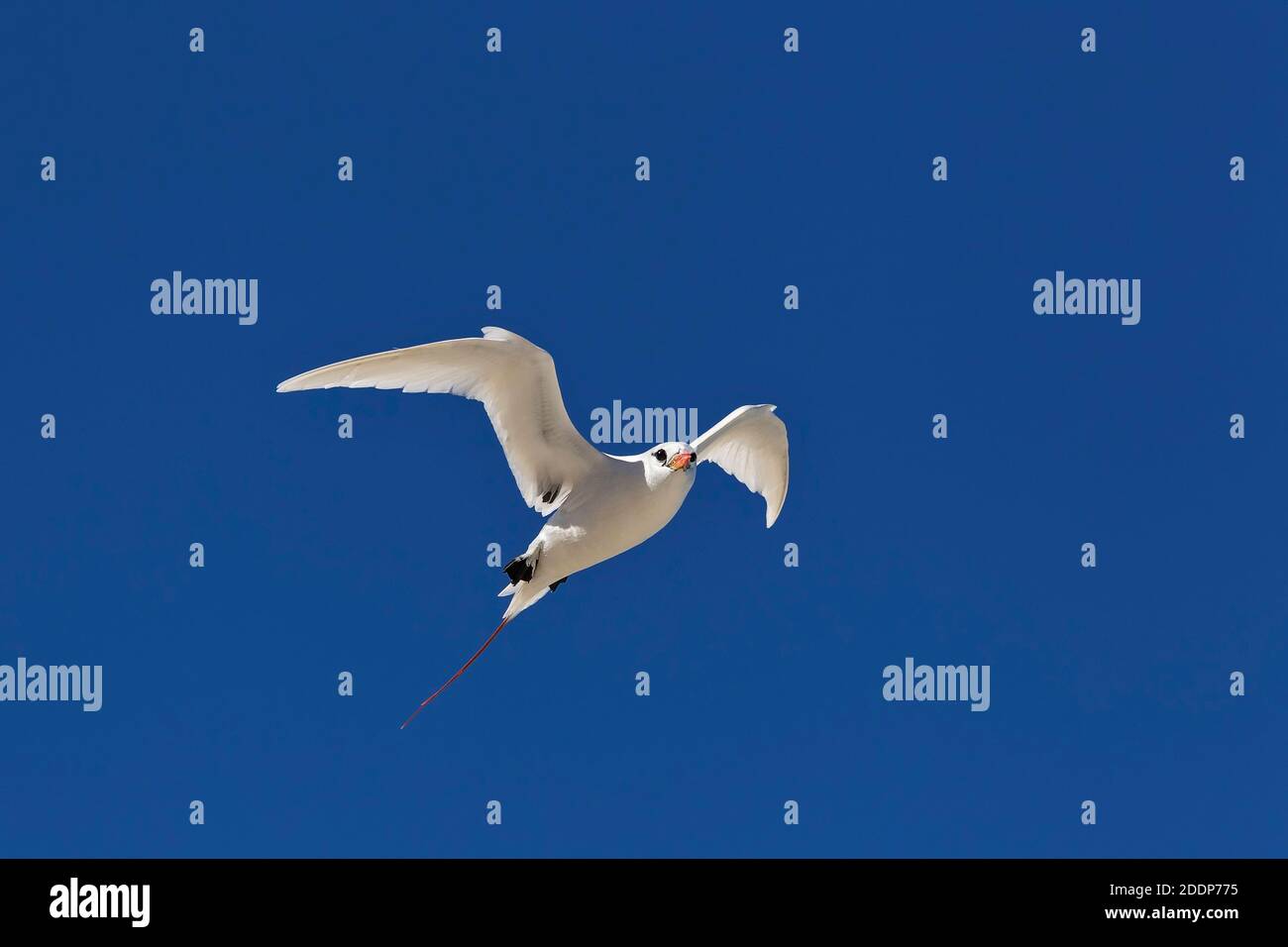 Red-tailed tropicbird, Phaethon rubricauda, close up of seabird in ...