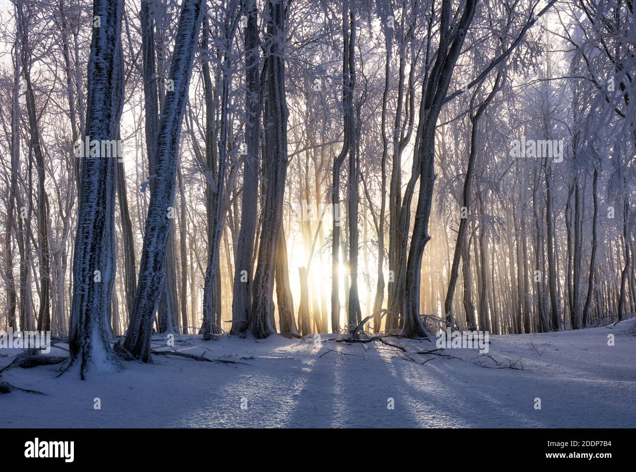 Forest in Winter with frozen trees Stock Photo - Alamy