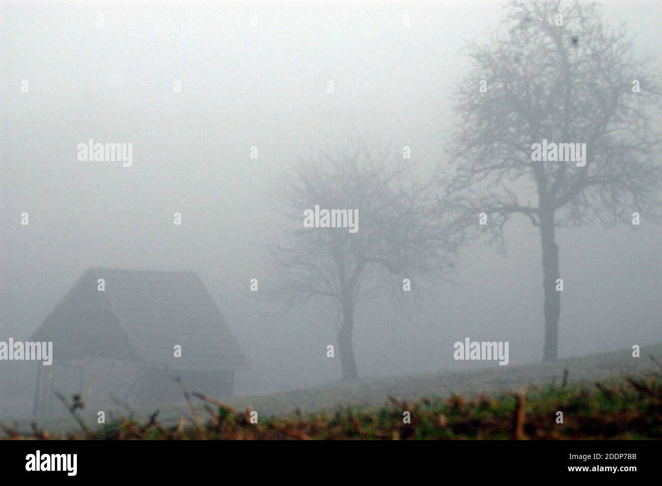 trees in the forest covered in a wall of fog in autumn Stock Photo - Alamy