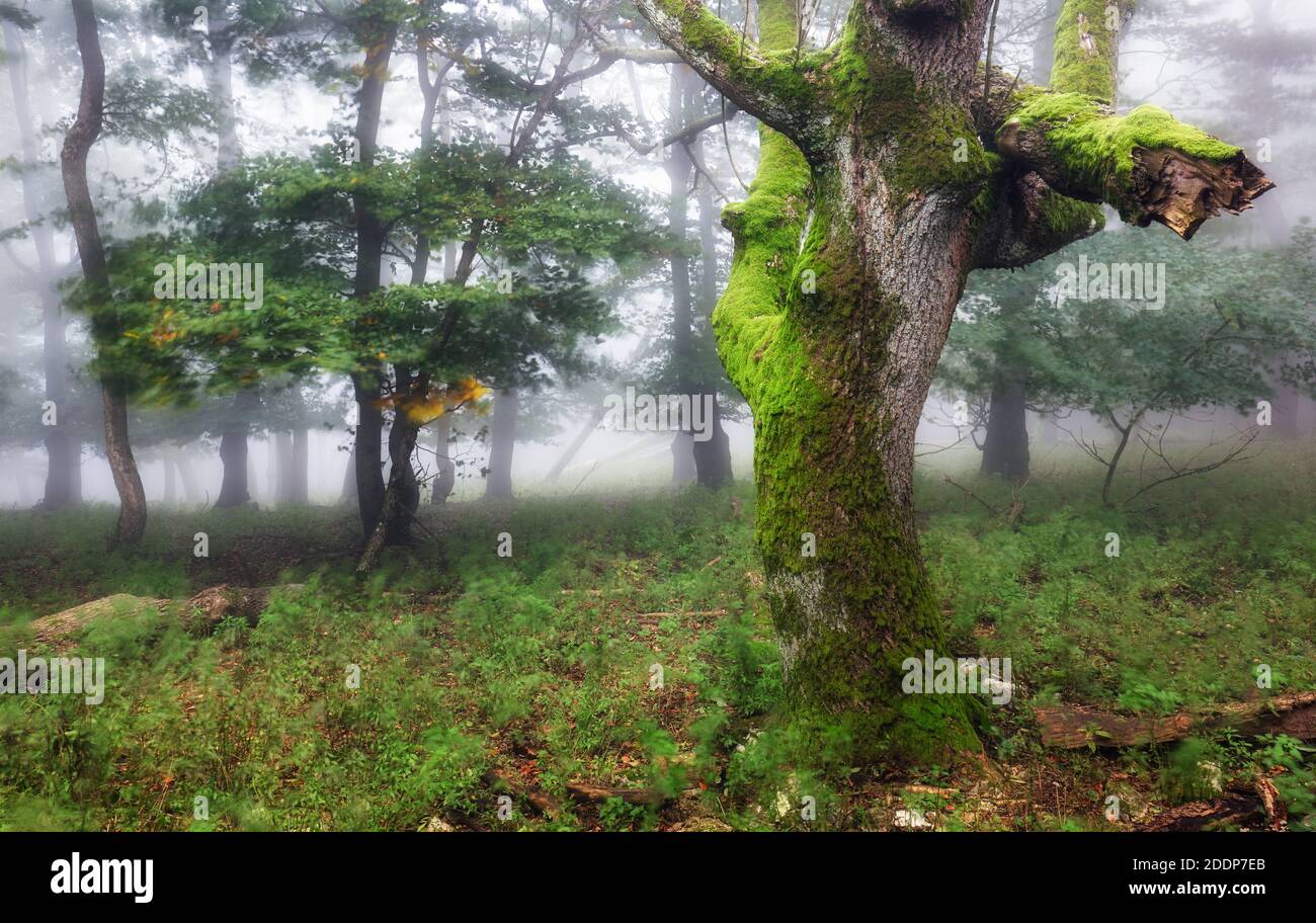 Beautiful forest at foggy sunrise. Tree trunks and cold mist landscape ...
