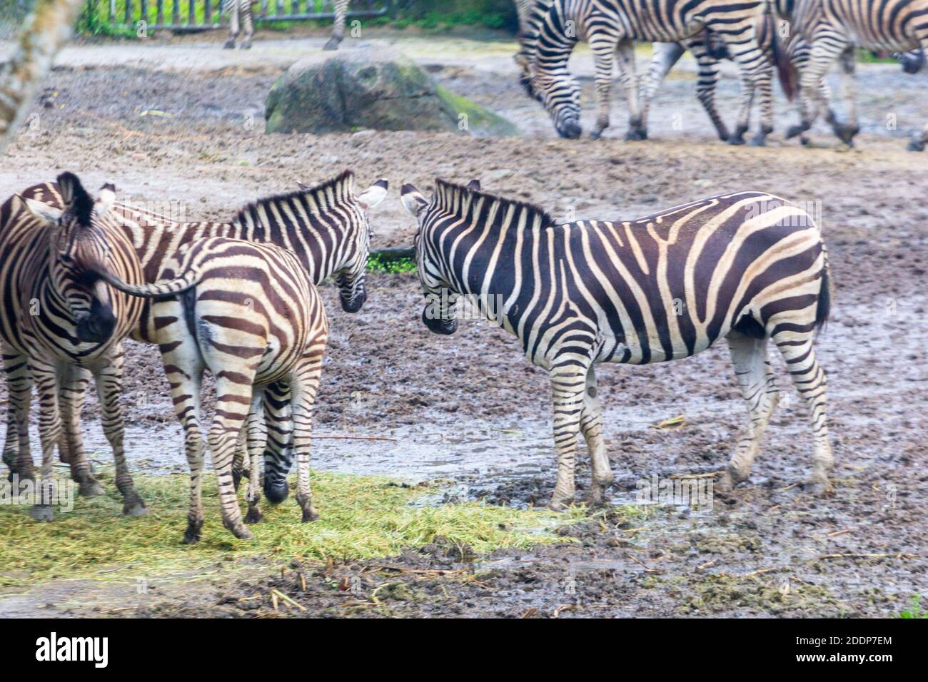 Zebras at the Taipei Zoo in Taiwan Stock Photo - Alamy