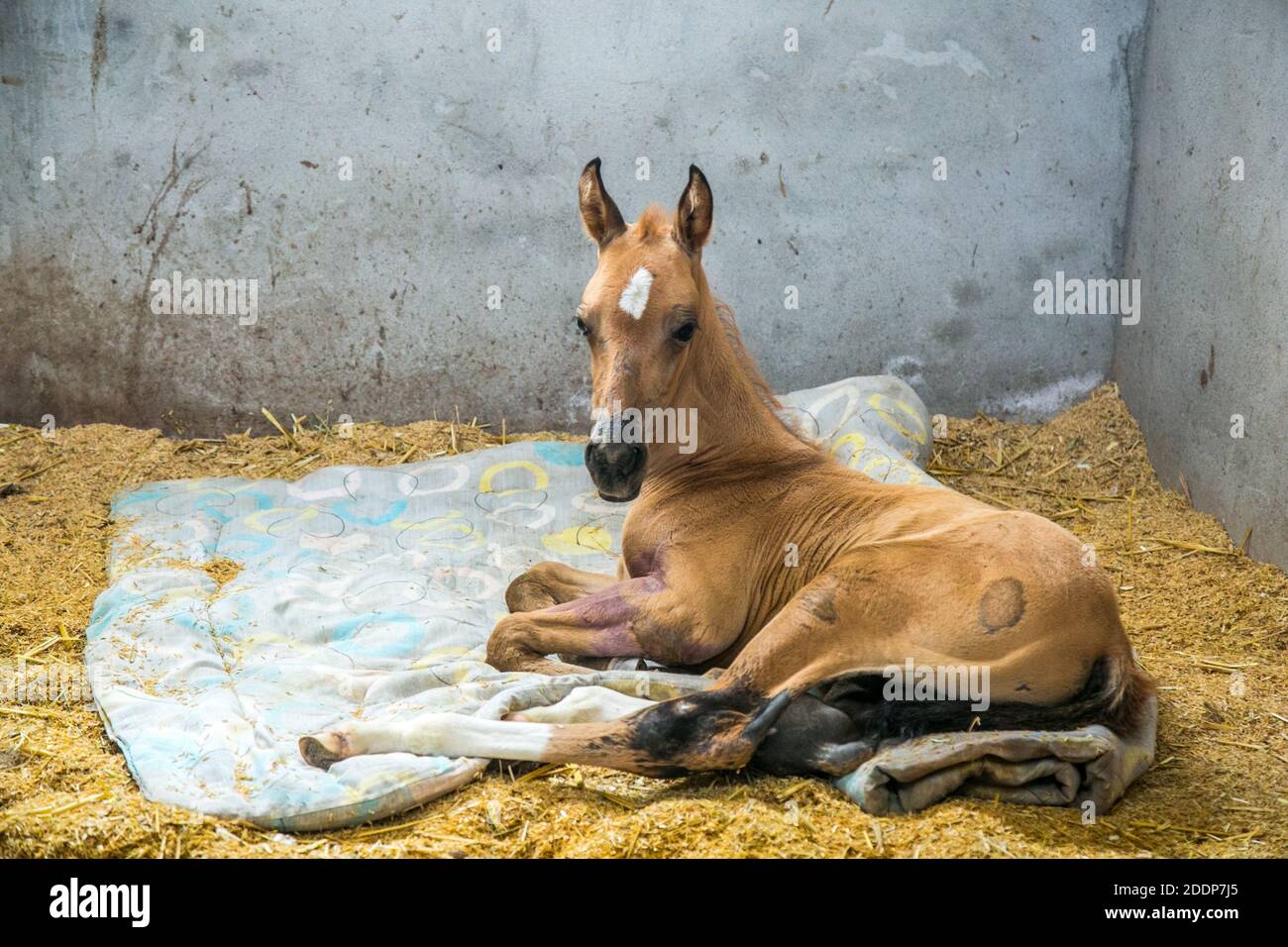 Cloned horse hi-res stock photography and images - Alamy