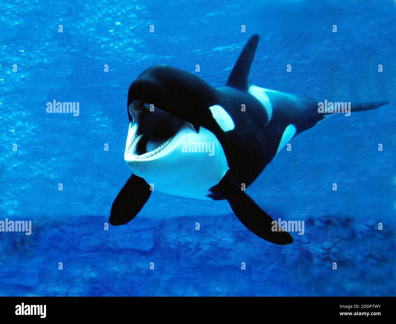 Killer Whale, orcinus orca, Adult with open Mouth Stock Photo - Alamy