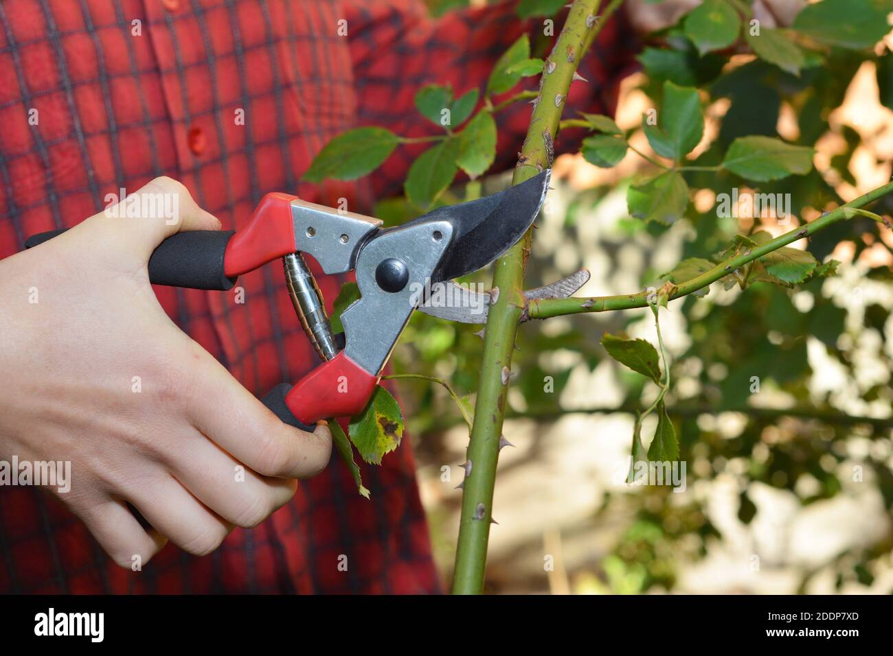 A gardener is pruning a rose using pruning shears to encourage new rose ...
