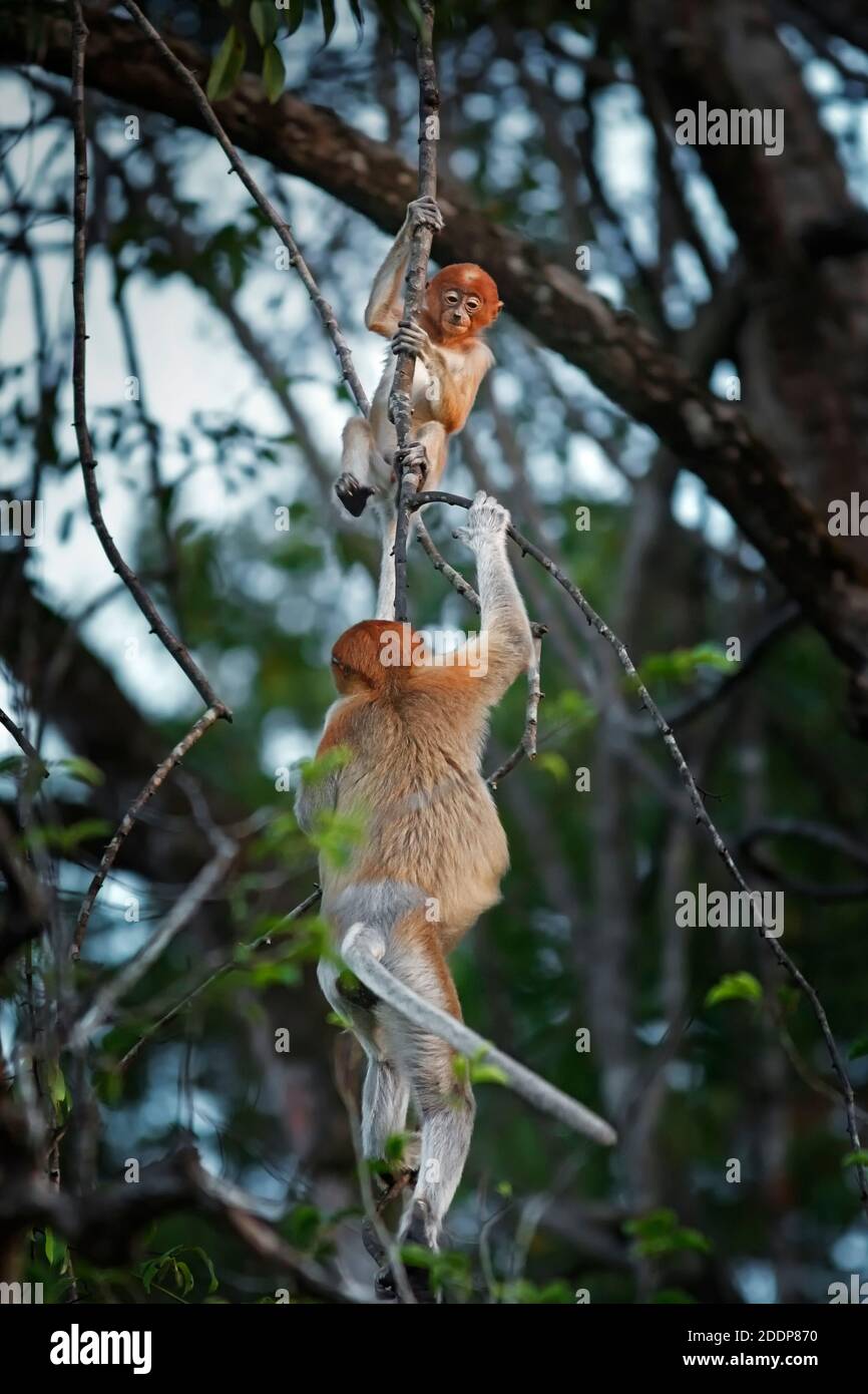 Proboscis monkeys (Nasalis Larvatus) climbing a tree. Kinabatang, Sabah ...