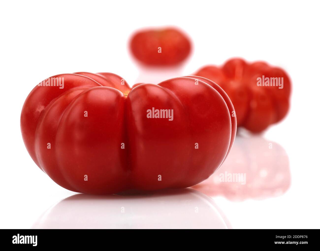 Camone Tomatoes, solanum lycopersicum, Vegetable against White ...