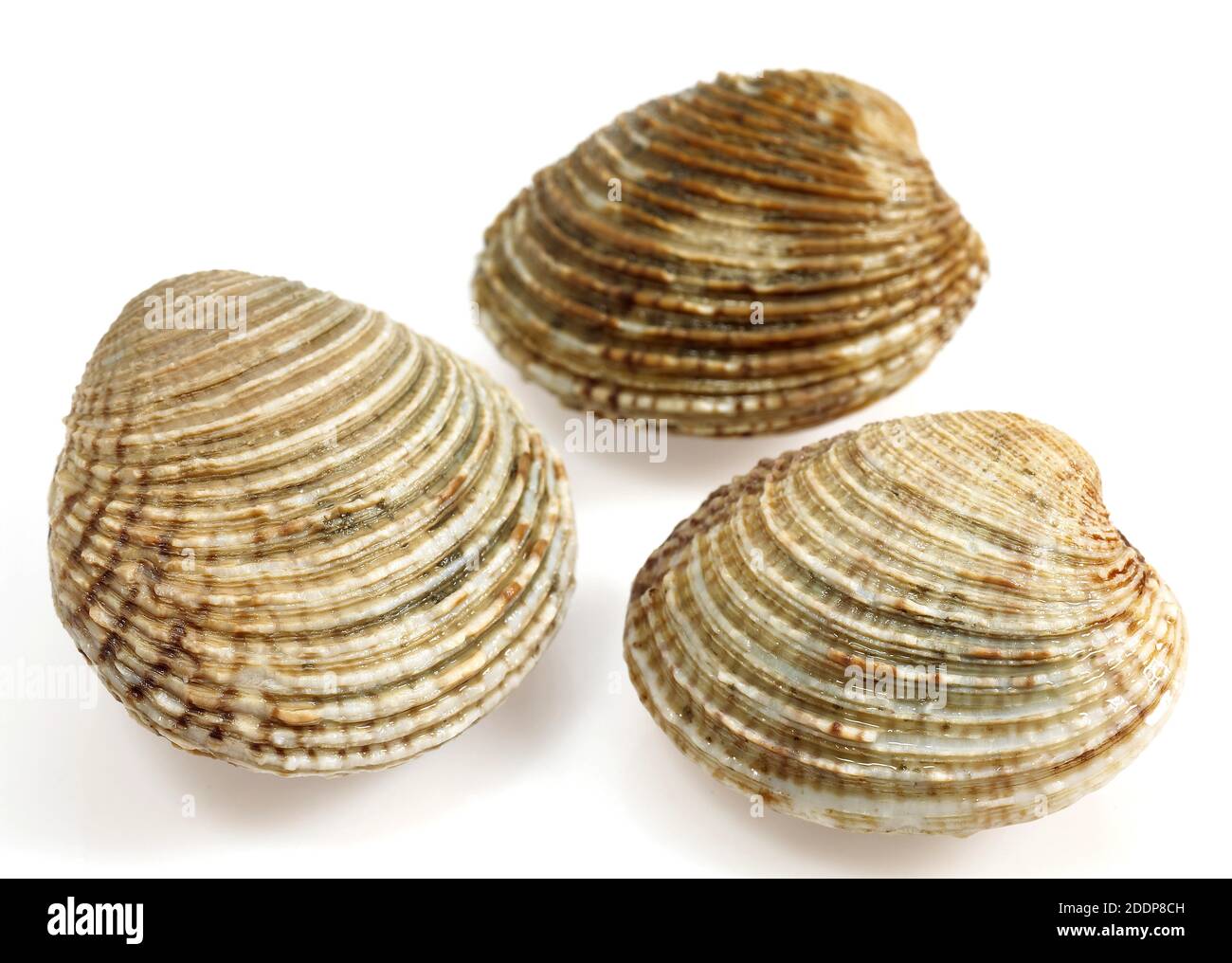 Clams, venus verrucosa, Shells against White Background Stock Photo - Alamy