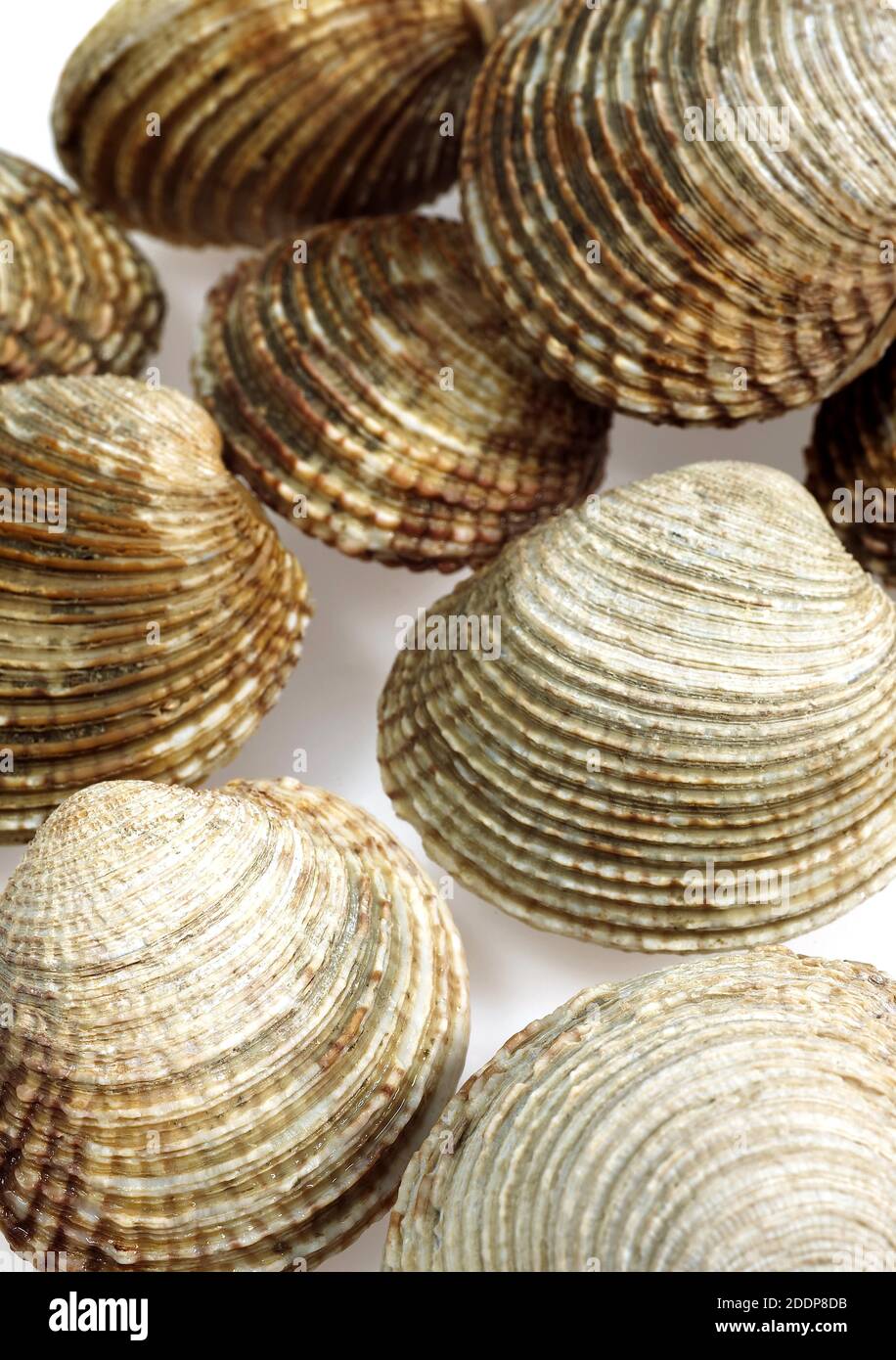 Clams, venus verrucosa, Shells against White Background Stock Photo - Alamy