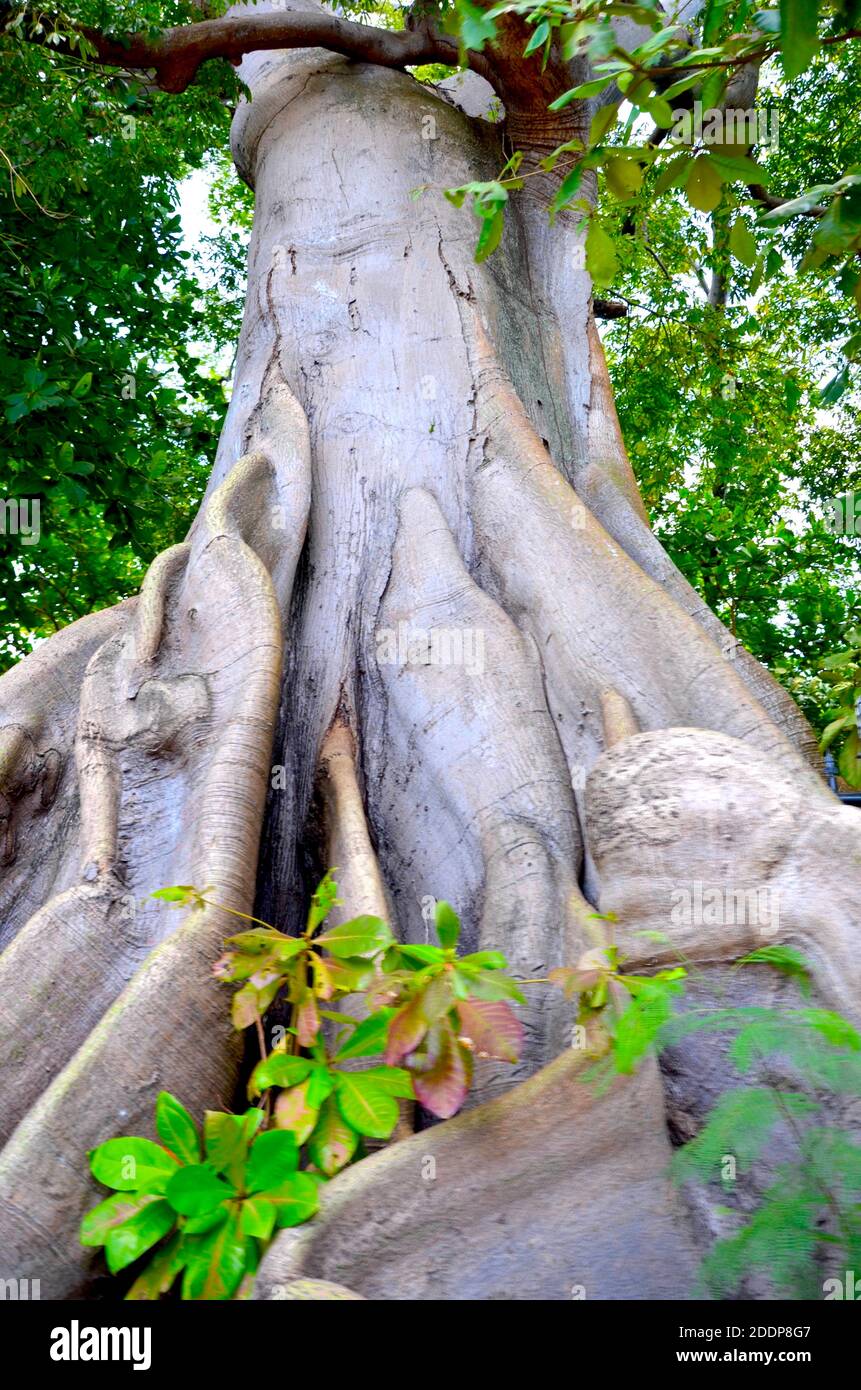 Giant trees green forest jamaica hi-res stock photography and images ...