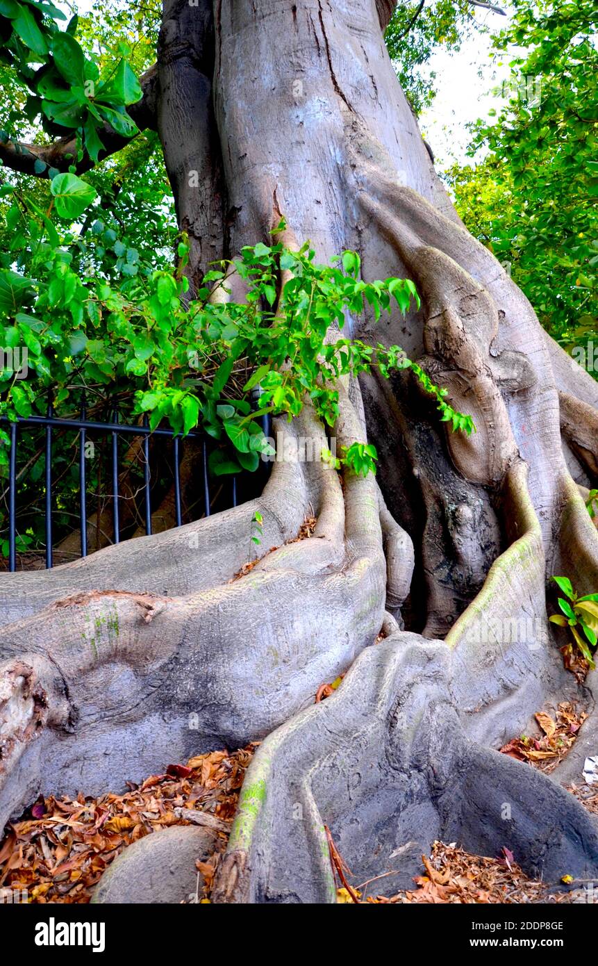One of the largest trees in Jamaica Stock Photo - Alamy