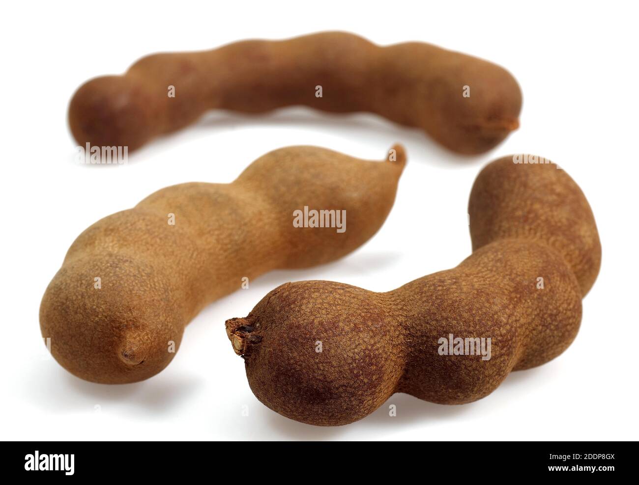 Tamarind, tamarindus indica, Fruit against White Background Stock Photo ...