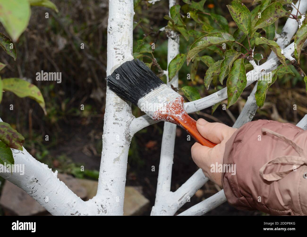 A woman whitewashing with lime a tree trunk with a paintbrush in the ...