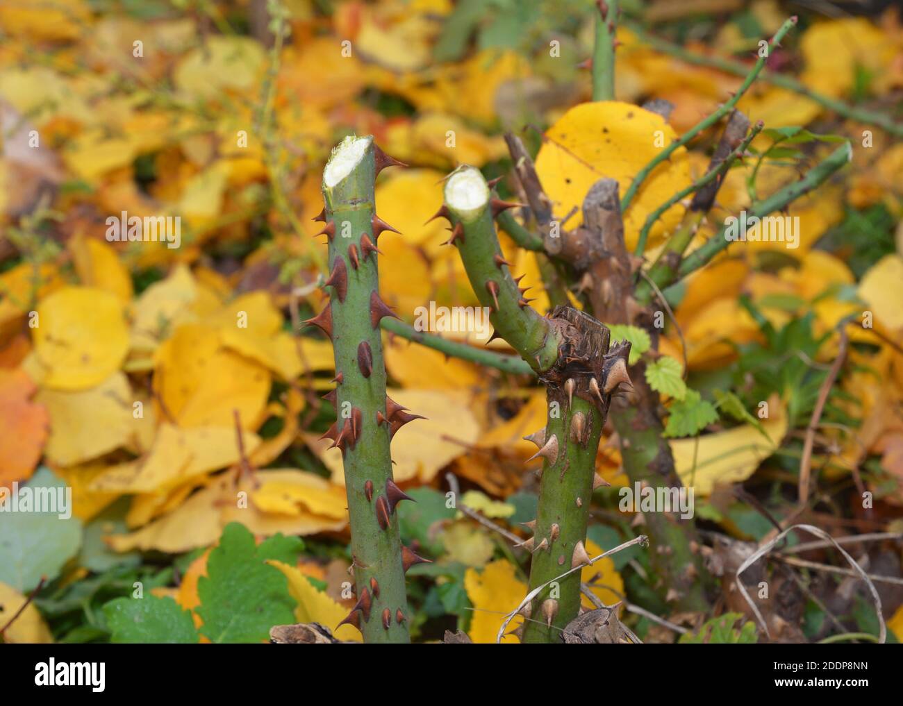 Diseased rose hi-res stock photography and images - Alamy