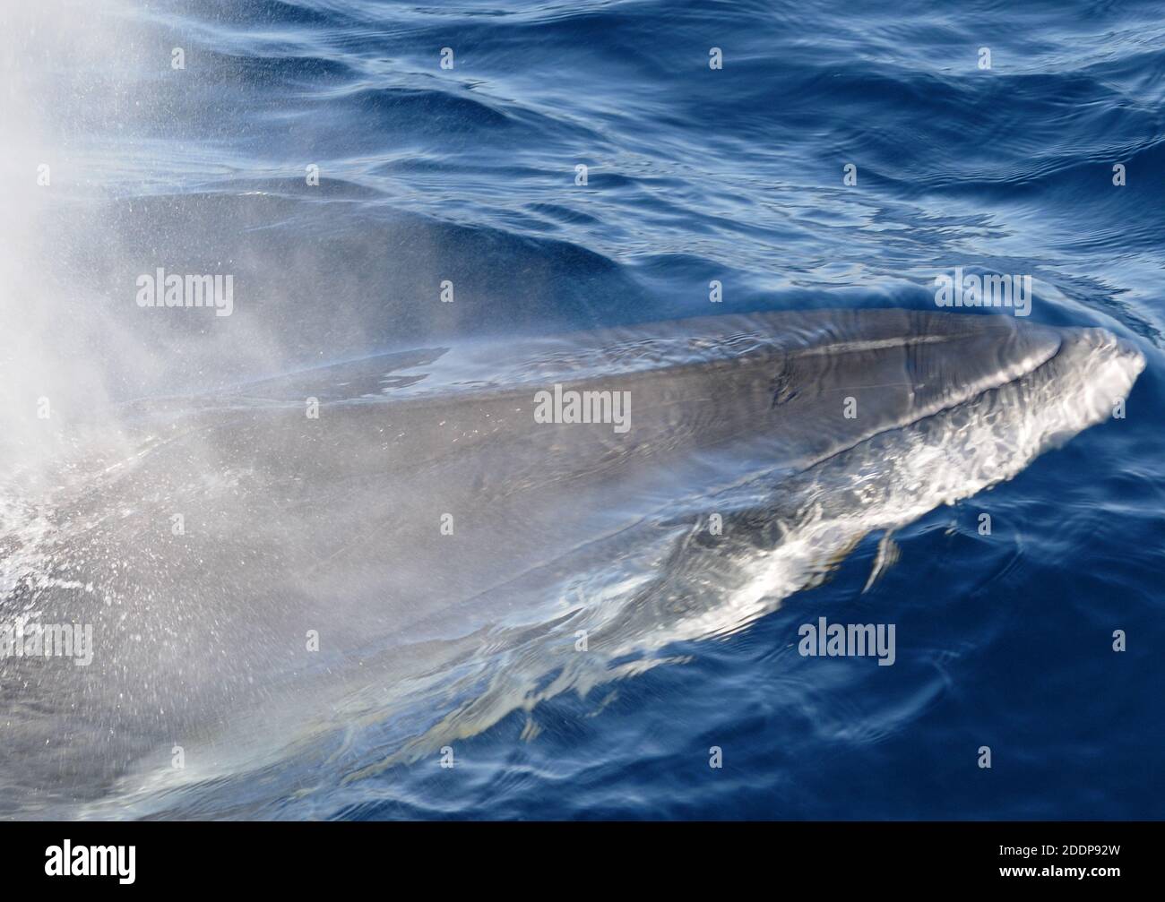 The head and blow hole of an Antarctic Minke Whale (Balaenoptera ...