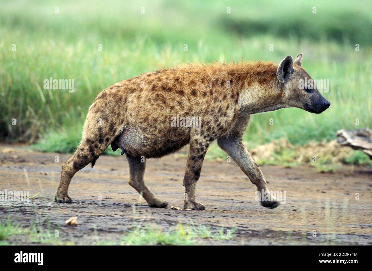 Spotted Hyena, crocuta crocuta, Female walking, Masai Mara Park in ...