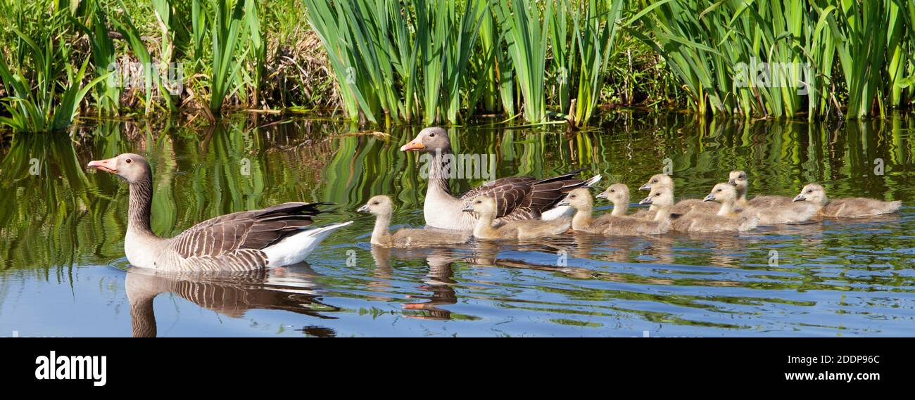 goose family in water of canal on spring day near meadow Stock Photo ...
