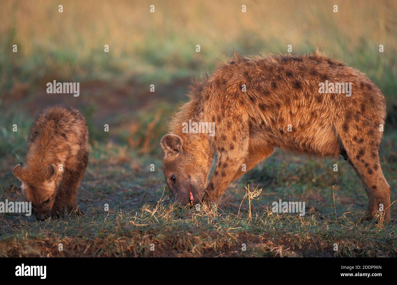 Spotted Hyena, crocuta crocuta, Female with Cub, Masai Mara Park in ...