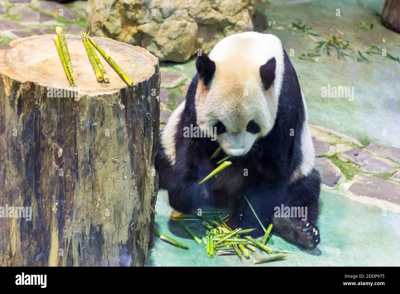 The giant panda at the Taipei Zoo in Taiwan Stock Photo - Alamy