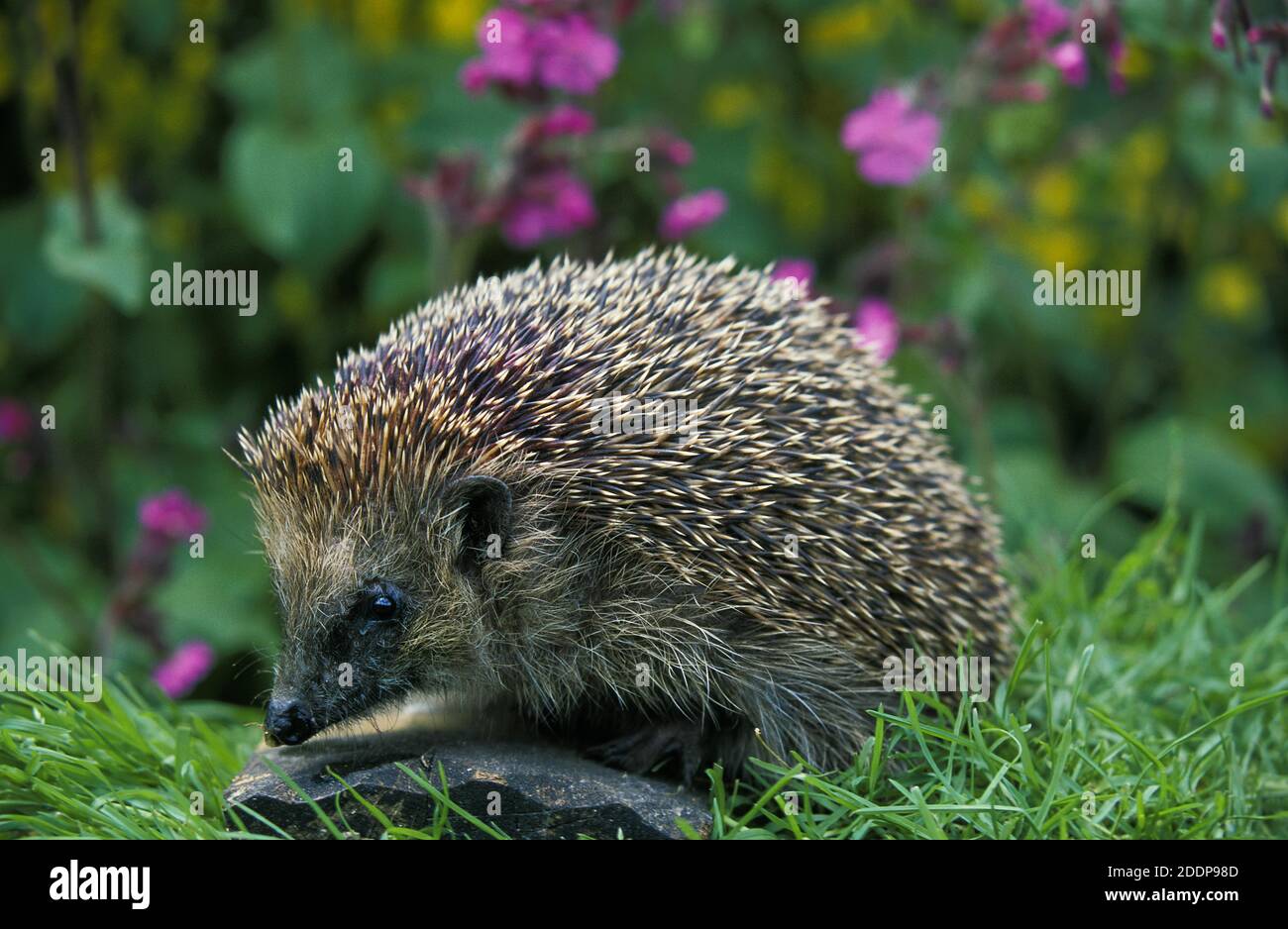 European Hedgehog, erinaceus europaeus, Adult with Flowers, Normandy ...