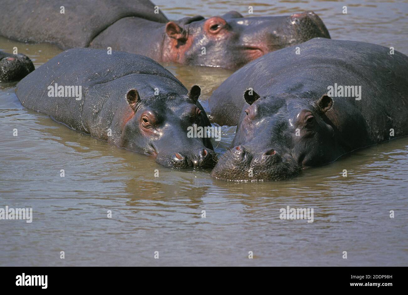 Hippopotamus amphibius group standing in hi-res stock photography and ...