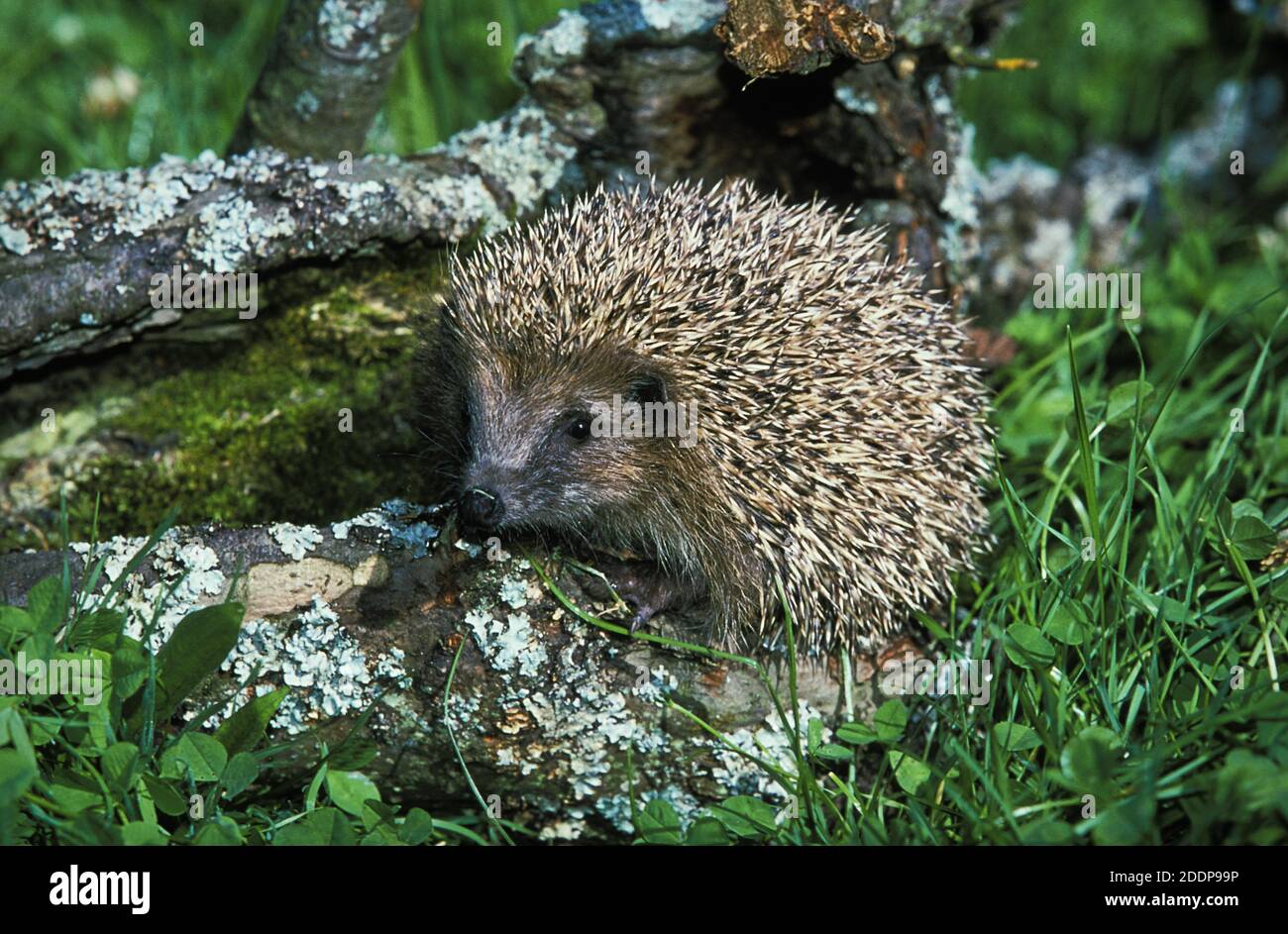 European Hedgehog, erinaceus europaeus, Adult, Normandy Stock Photo - Alamy