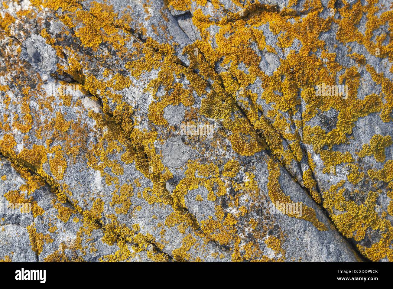 Lichen on bricks hi-res stock photography and images - Alamy