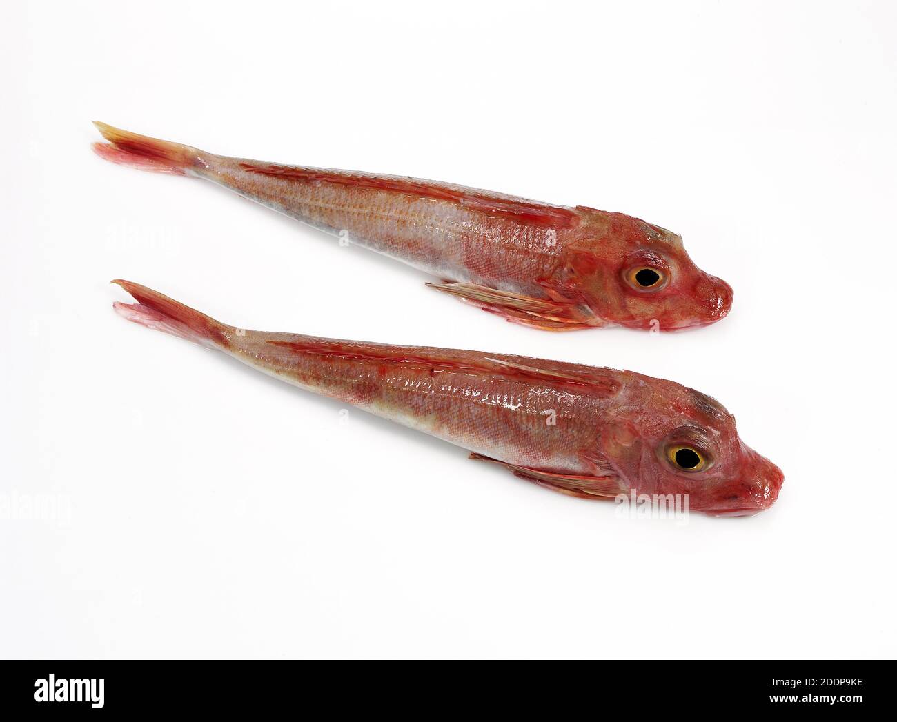 Trigla cuculus triglidae hi-res stock photography and images - Alamy