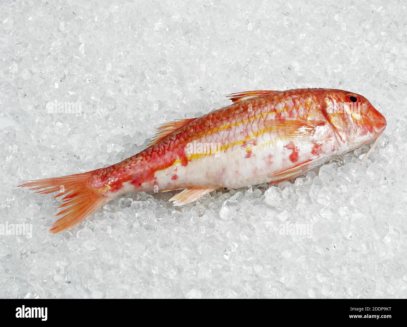 Fresh Gurnard, mullus surmuletus, Fish on Ice Stock Photo - Alamy
