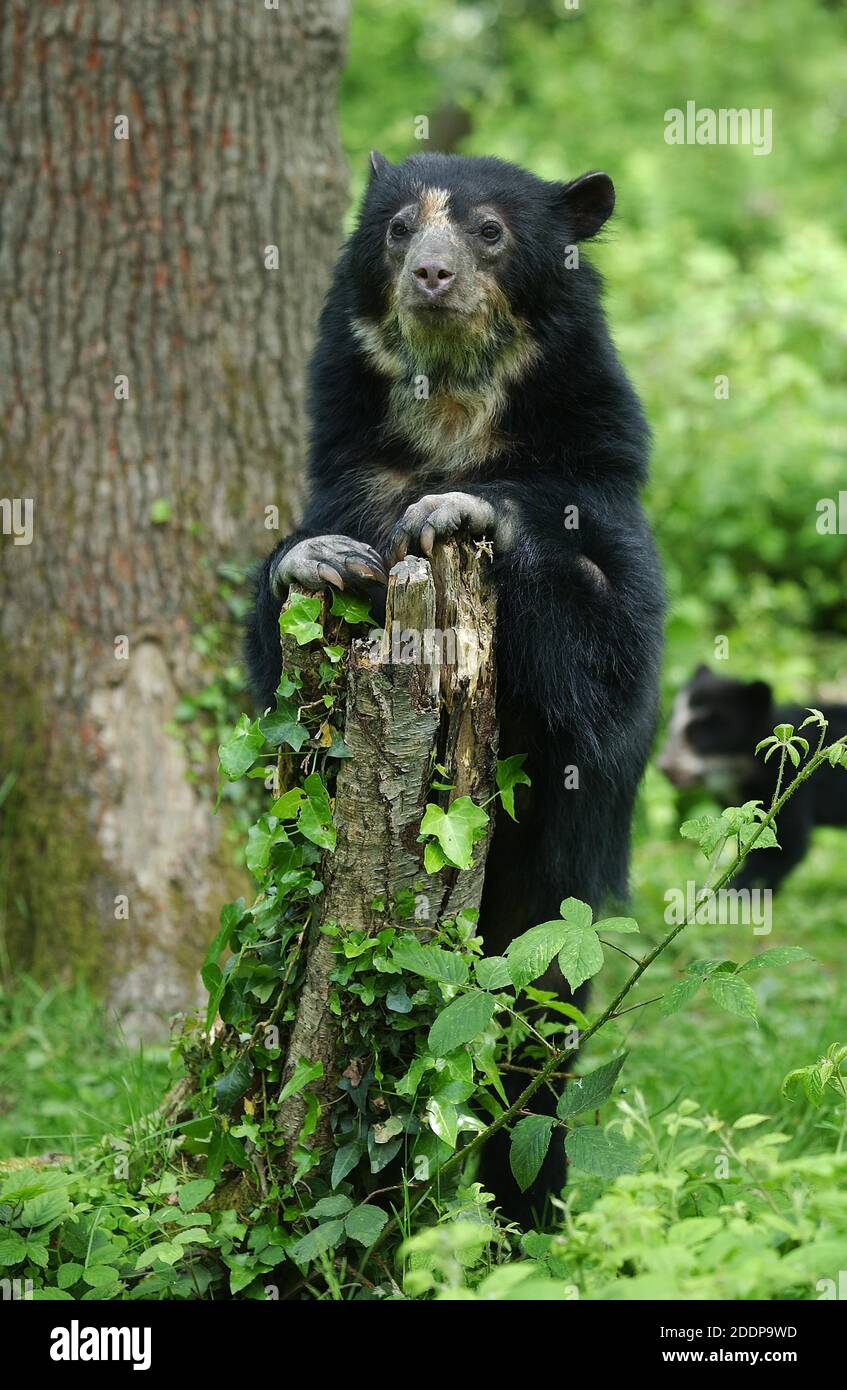 Spectacled Bear, tremarctos ornatus, Female standing on Hind Legs Stock ...