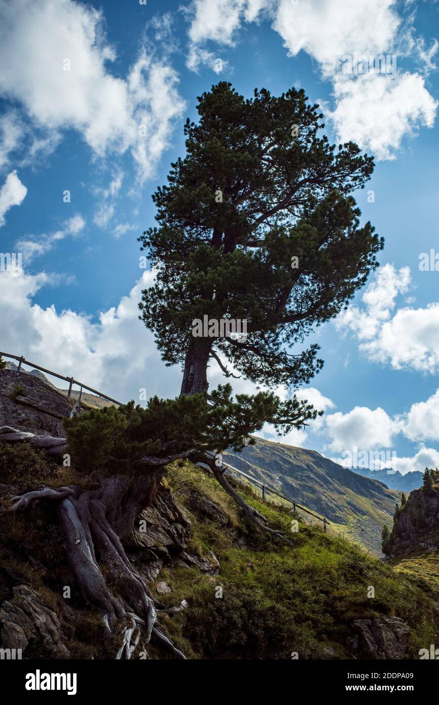 Baum rock berg hi-res stock photography and images - Alamy