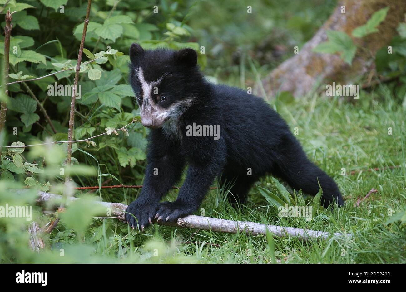 Spectacled bear tremarctos ornatus cub playing hi-res stock photography ...
