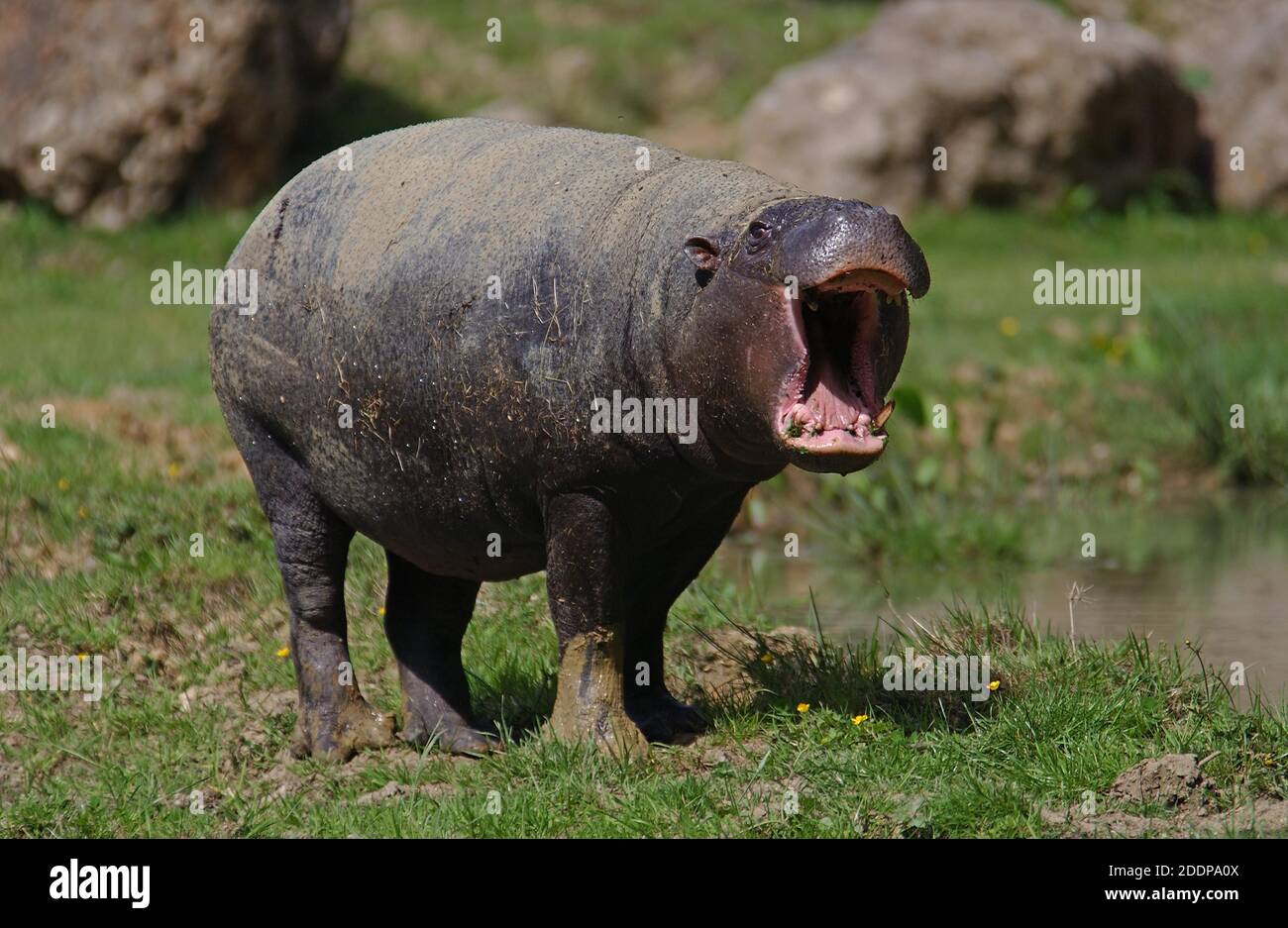 Pygmy Hippopotamus, choeropsis liberiensis, Adult Yawning Stock Photo ...