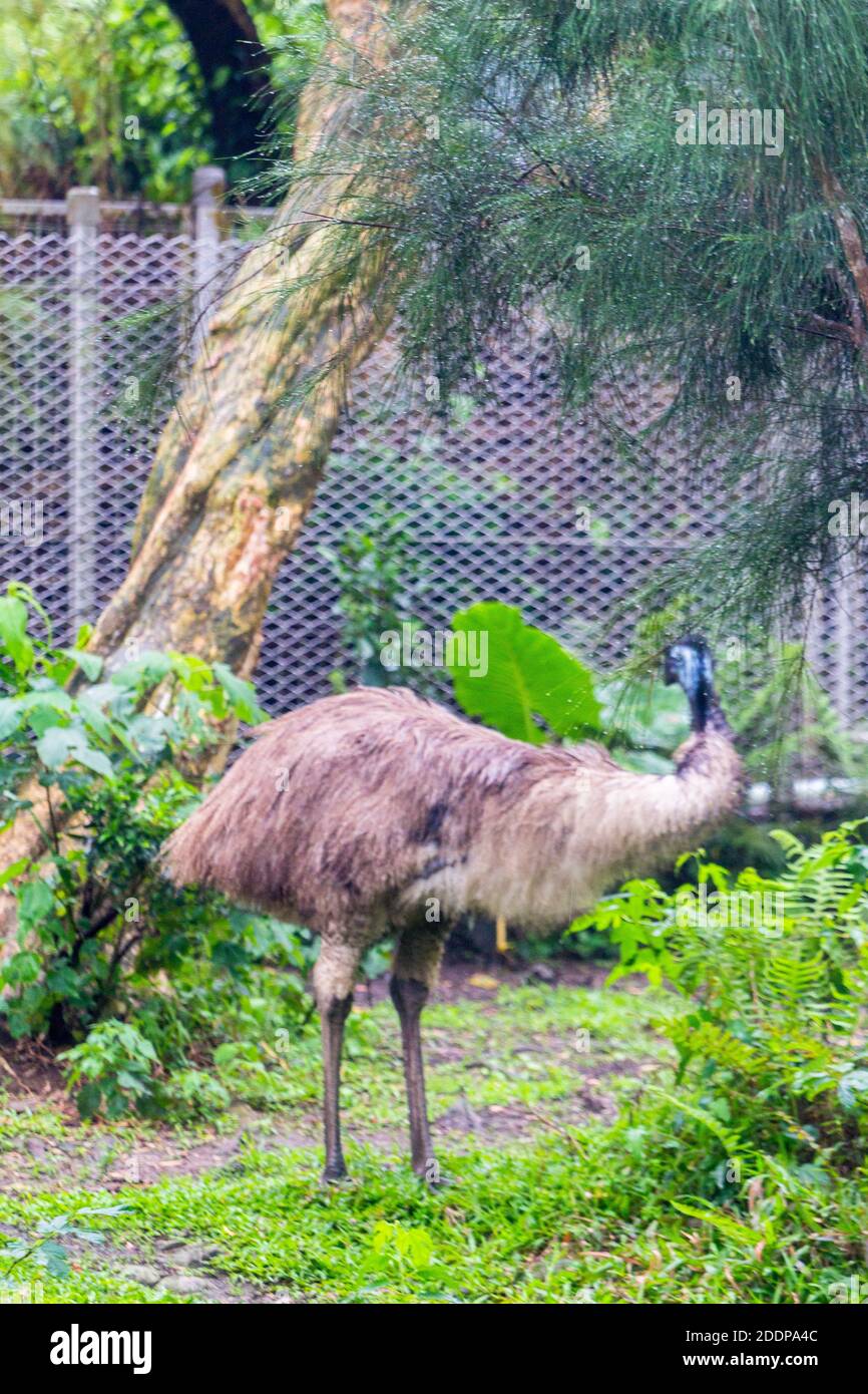 Emu at the Taipei Zoo in Taiwan Stock Photo - Alamy