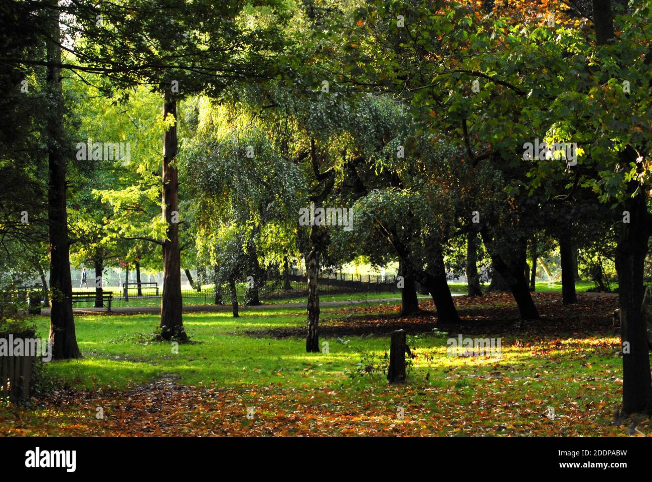 tree on wooden area Stock Photo - Alamy