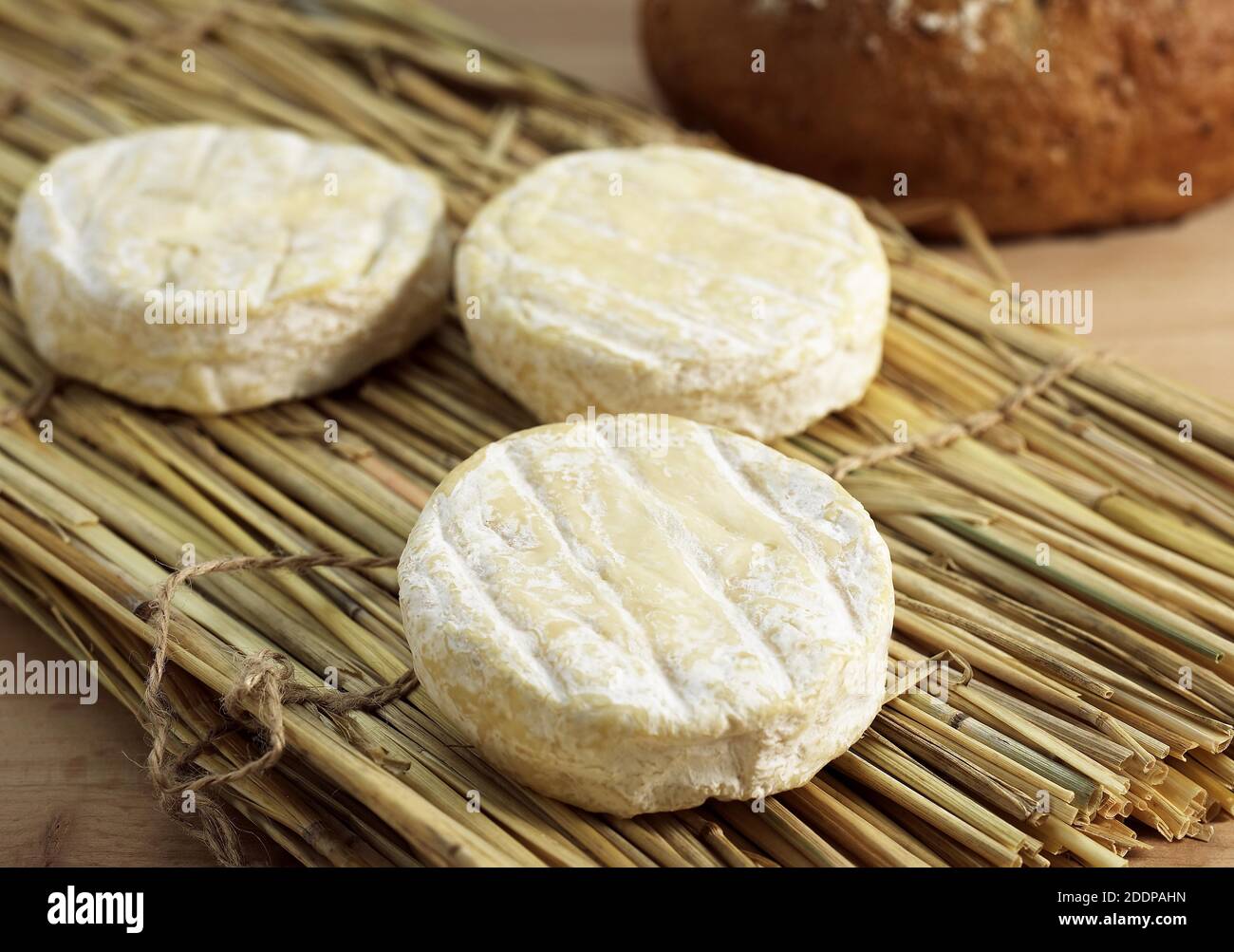 French Cheese called Saint Marcellin produced from Cow's Milk Stock ...