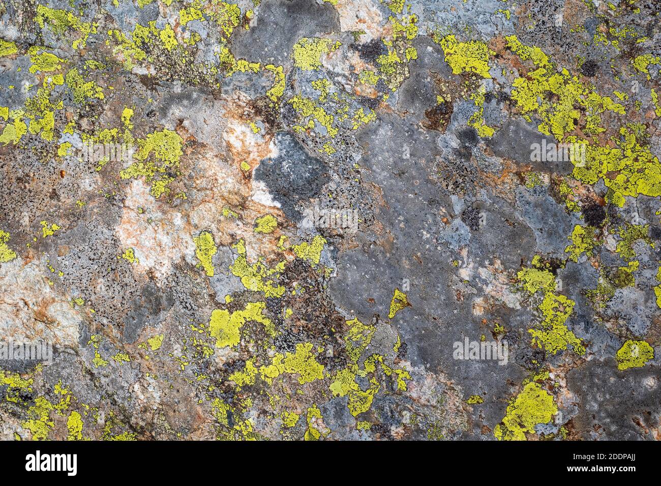 small different lichens on rocks Stock Photo - Alamy