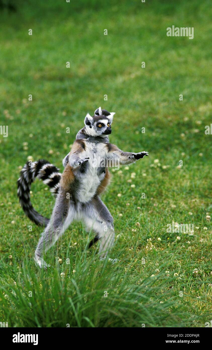 Ring Tailed Lemur, lemur catta, Female carrying Young on its Back Stock ...