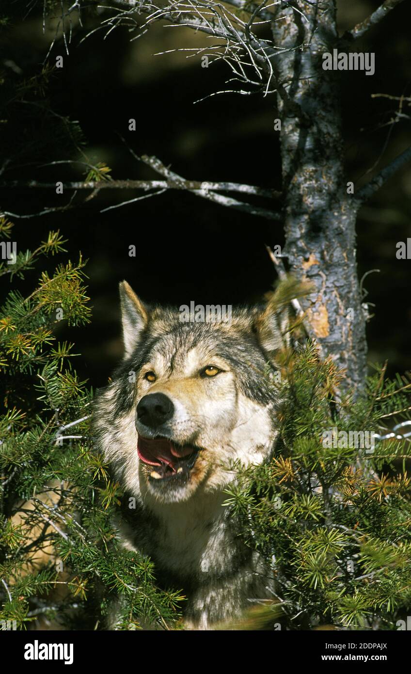 North American Grey Wolf, canis lupus occidentalis, Head of Adult ...