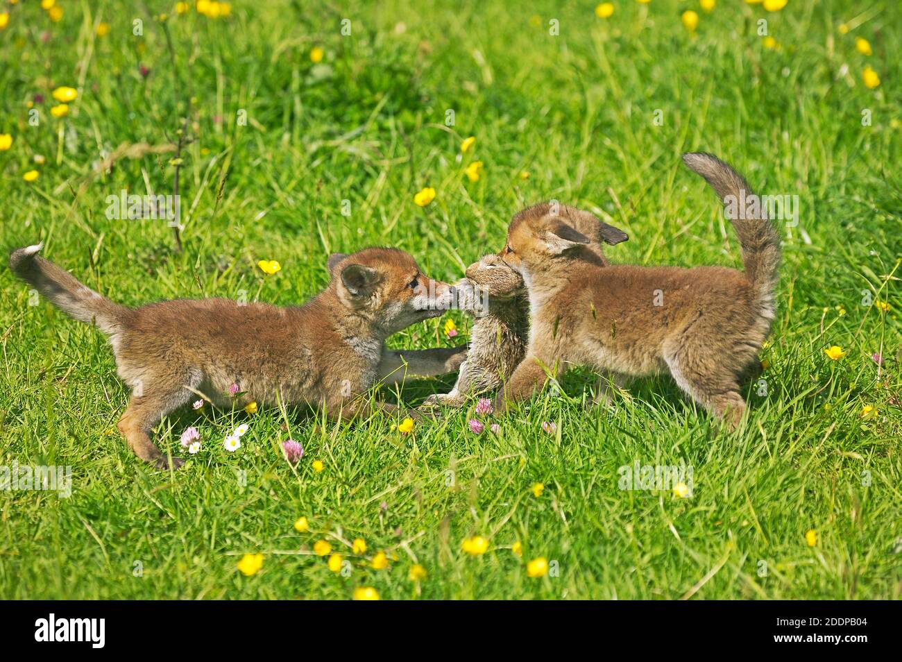 Red Fox, vulpes vulpes, Cub hunting European rabbit, Normandy Stock ...
