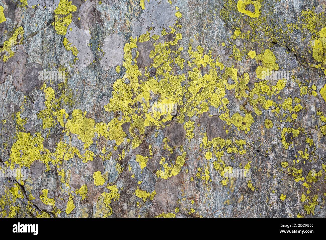 small different lichens on rocks Stock Photo - Alamy