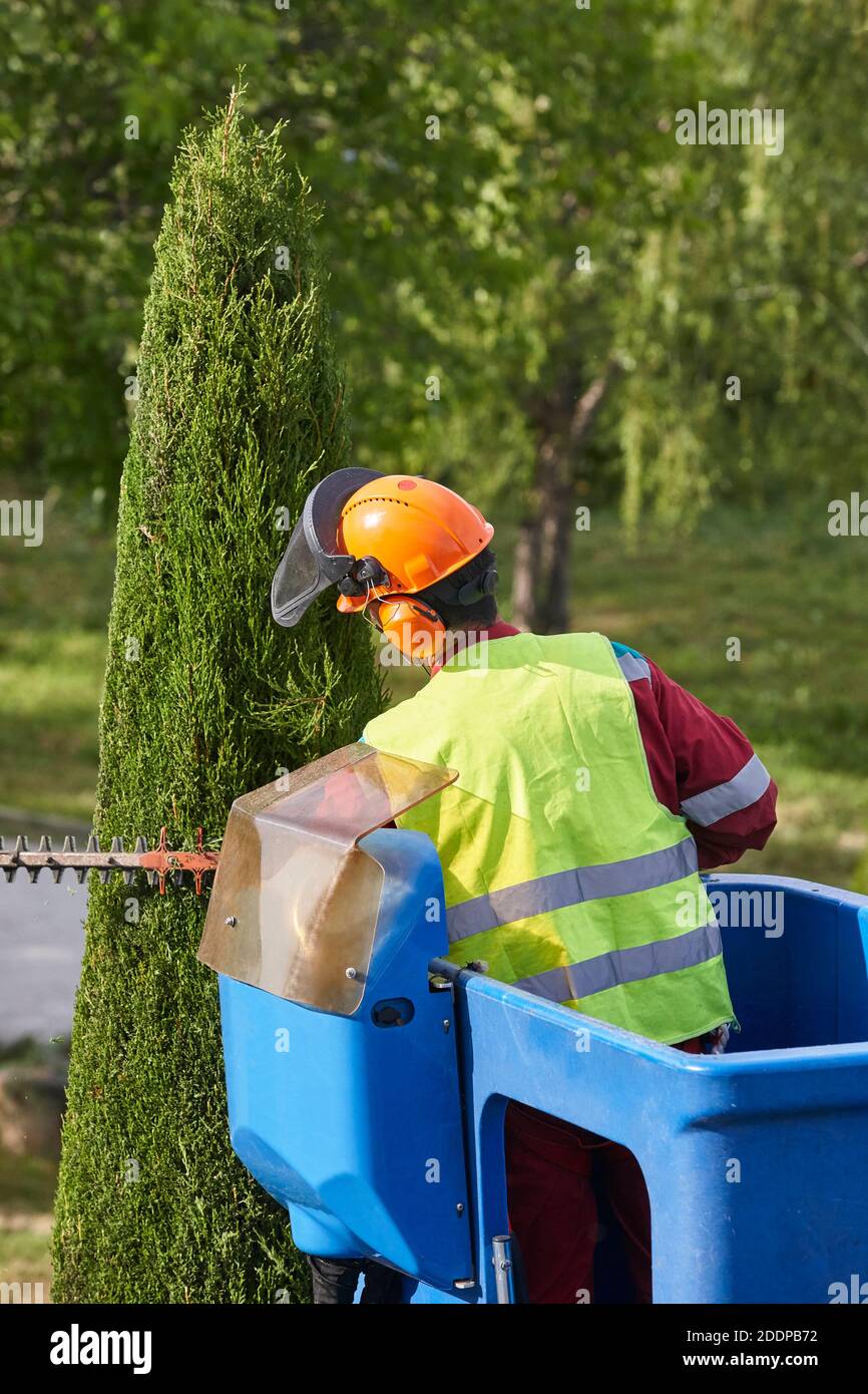 Gardener pruning a cypress tree with a chainsaw and a crane Stock Photo ...