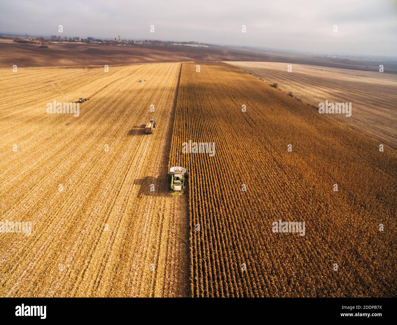 Harvesting Corn in the Green Big Field. Aerial View over Automated ...
