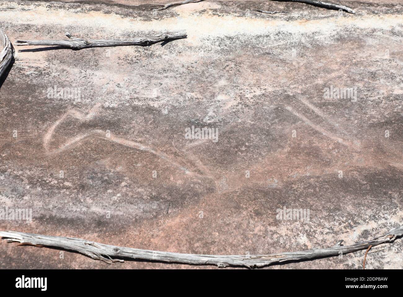 Aboriginal rock engraving in Ku-ring-gai Chase National Park, Sydney ...
