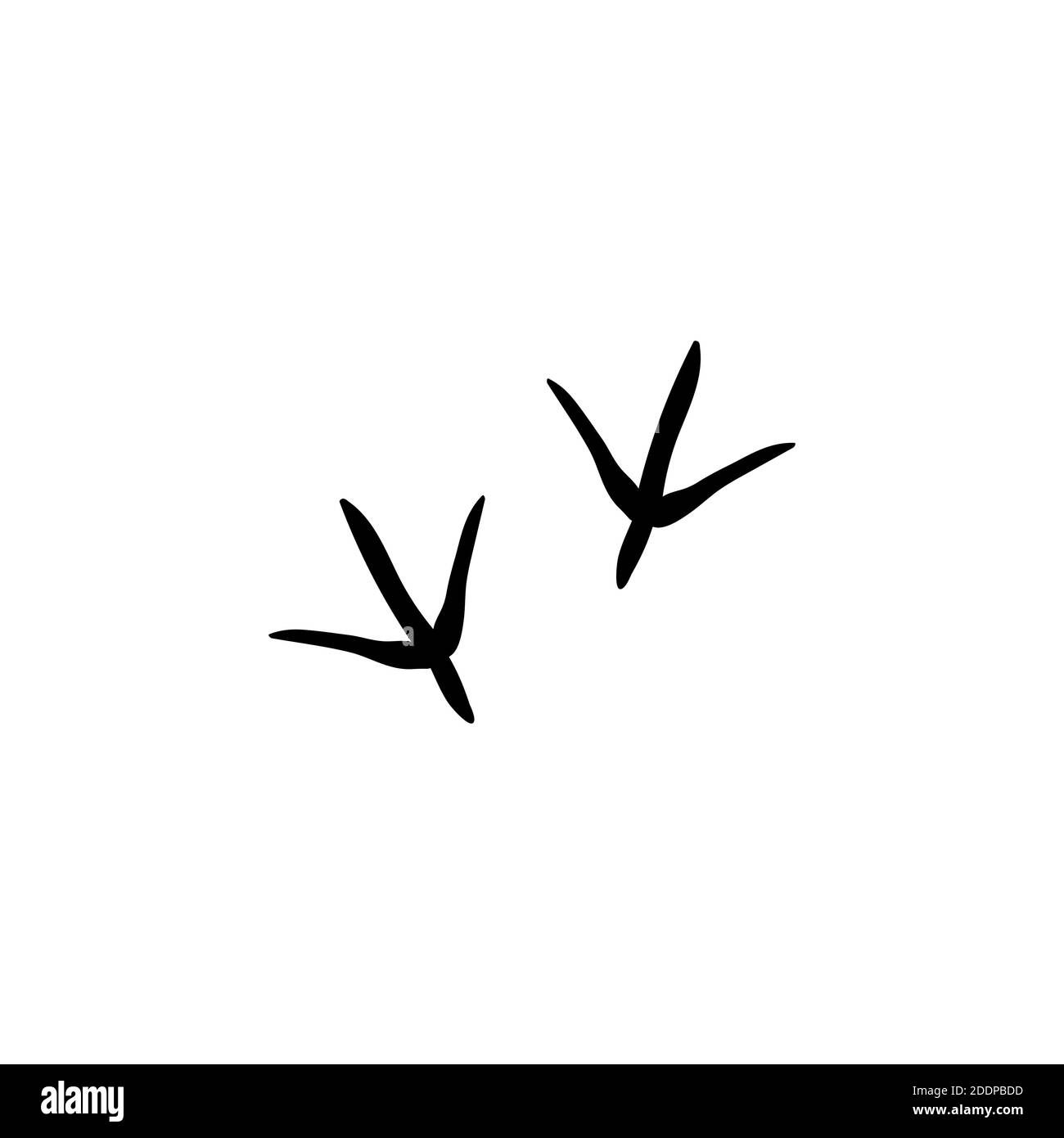 Wild turkey tracks Black and White Stock Photos & Images - Alamy