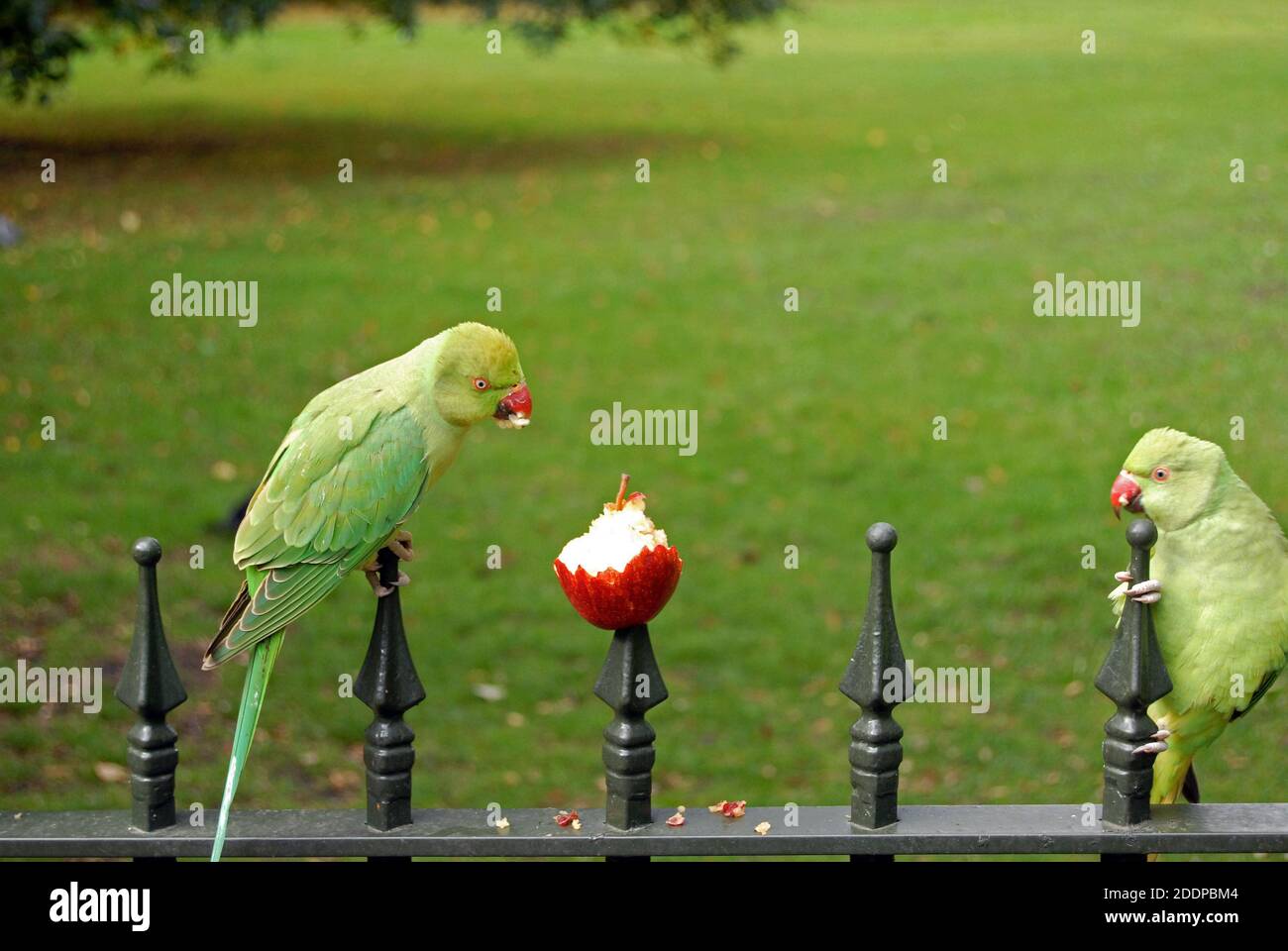 Uk parrots hi-res stock photography and images - Alamy