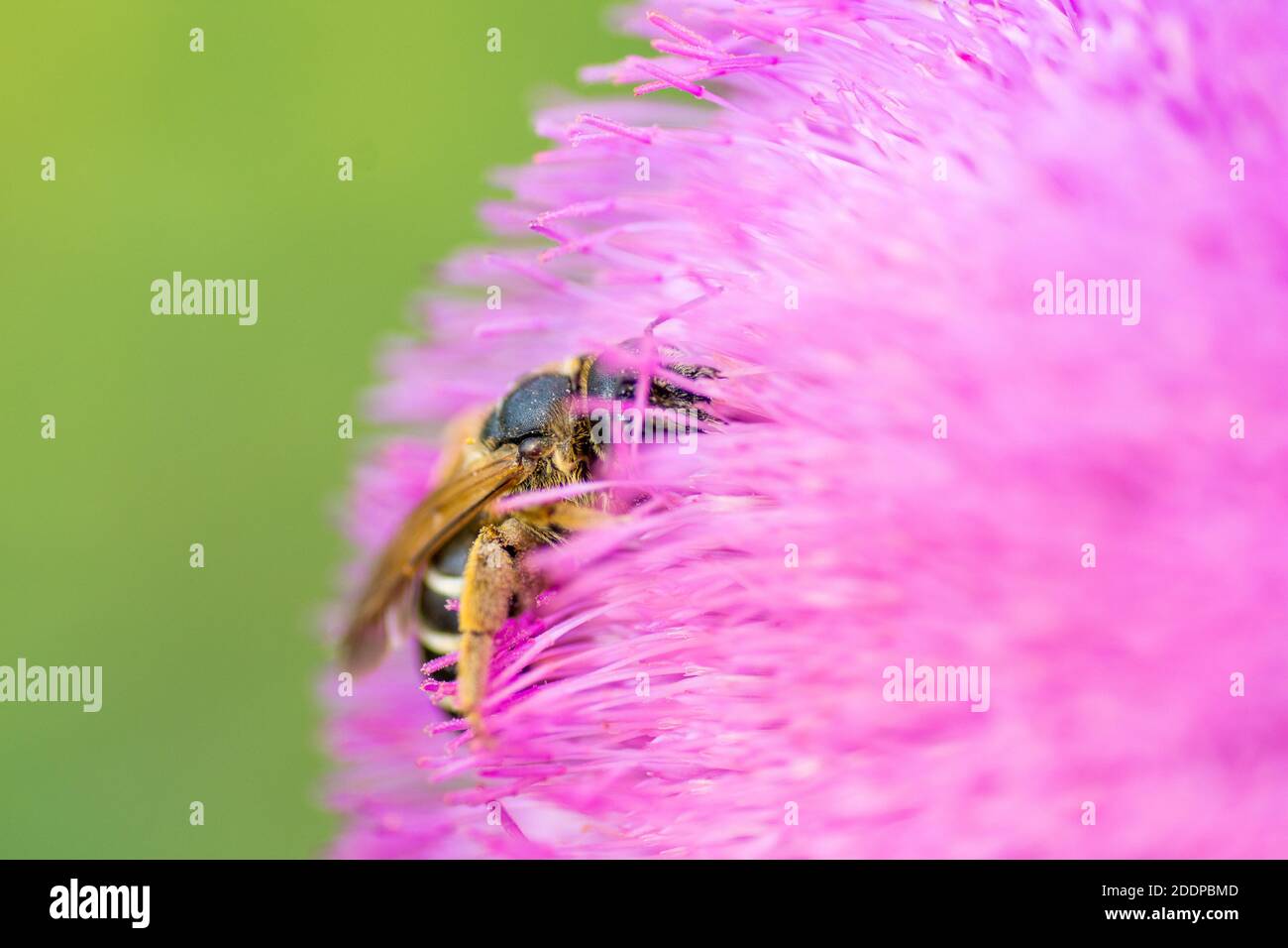 Collecting nectar from a flower hi-res stock photography and images - Alamy