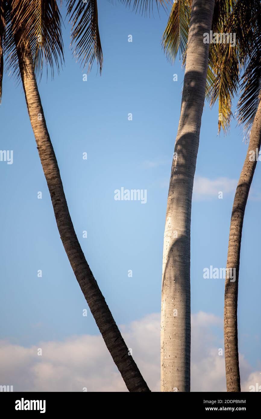 Cuban Royal Palm Trees High Resolution Stock Photography and Images - Alamy
